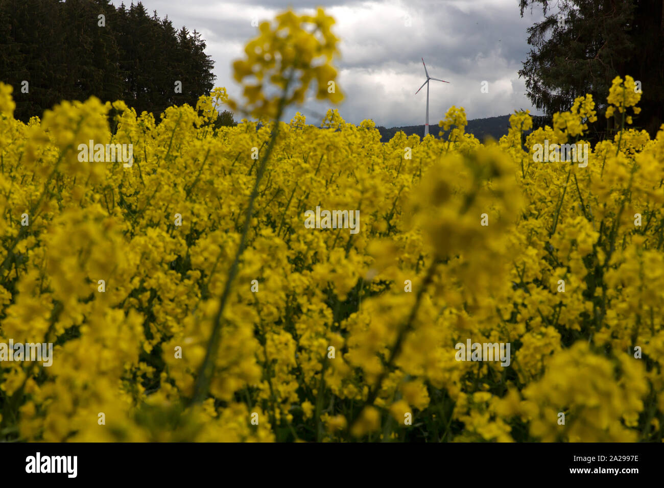 Rapeseed field germany hi-res stock photography and images - Alamy