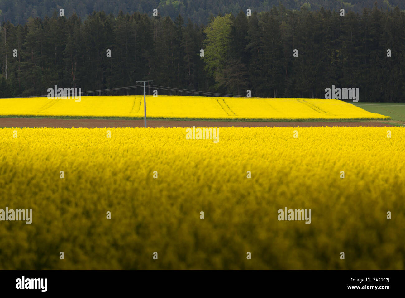 Rapeseed fields, germany hi-res stock photography and images - Alamy