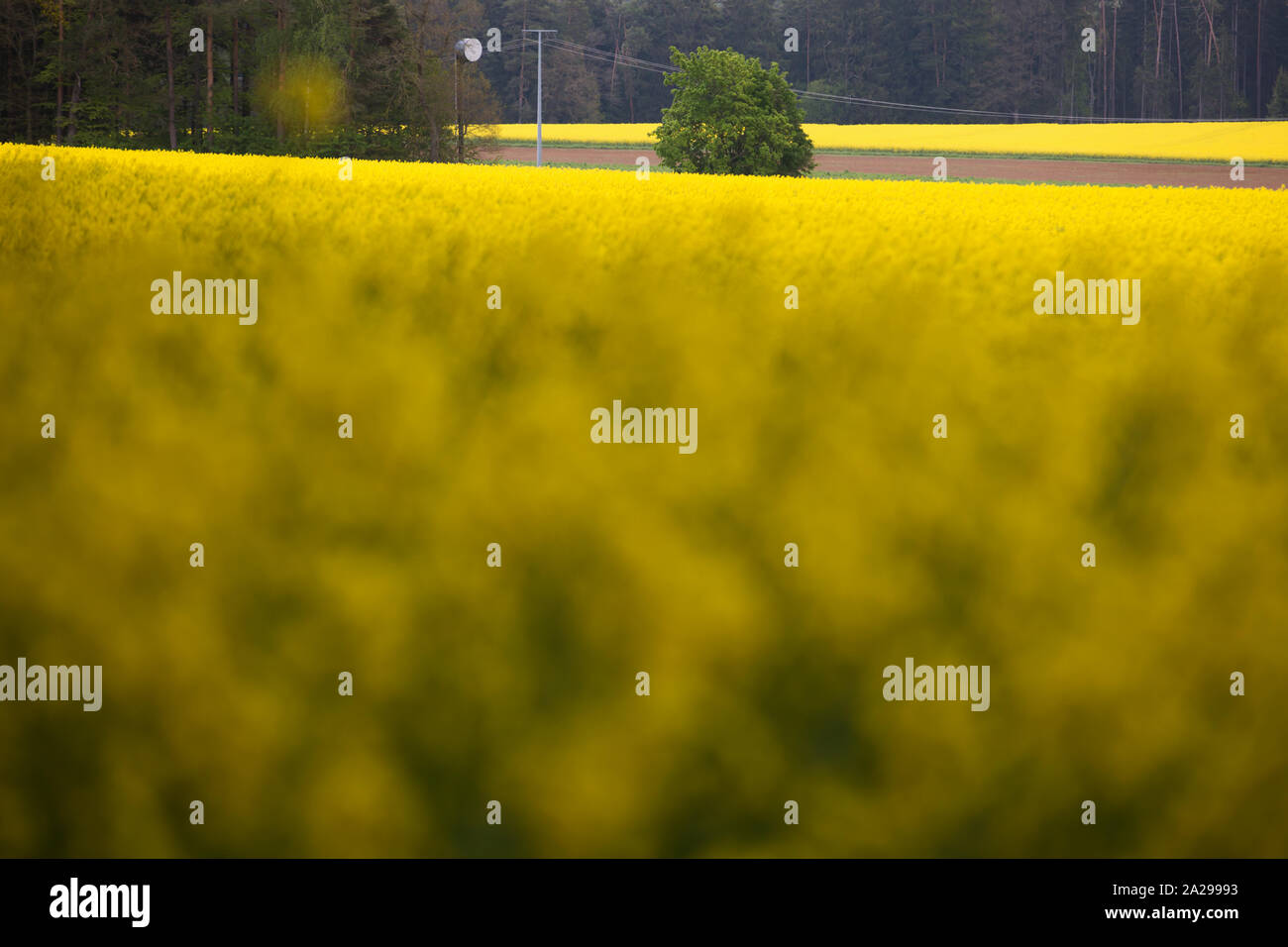 Rapeseed field germany hi-res stock photography and images - Alamy