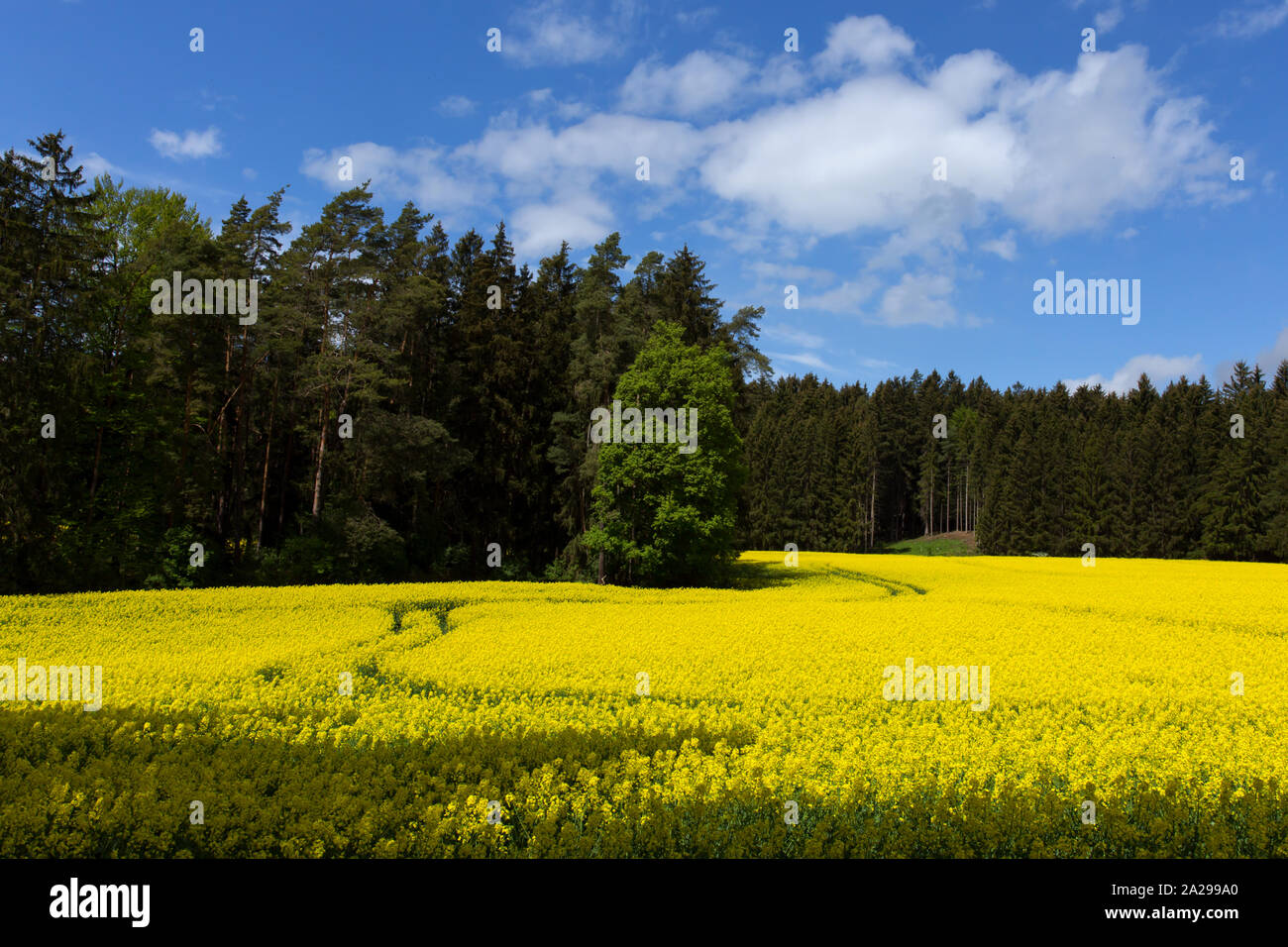 Canola field germany hi-res stock photography and images - Alamy