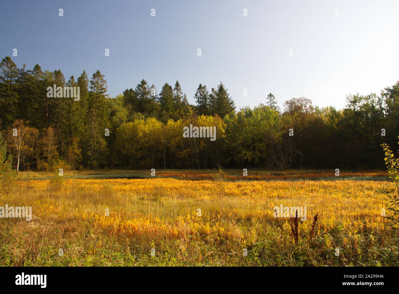 Meadow colors hi-res stock photography and images - Alamy