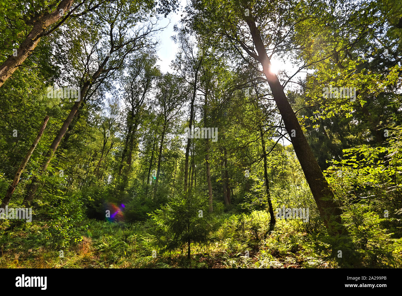 forest scape in the summer Stock Photo - Alamy