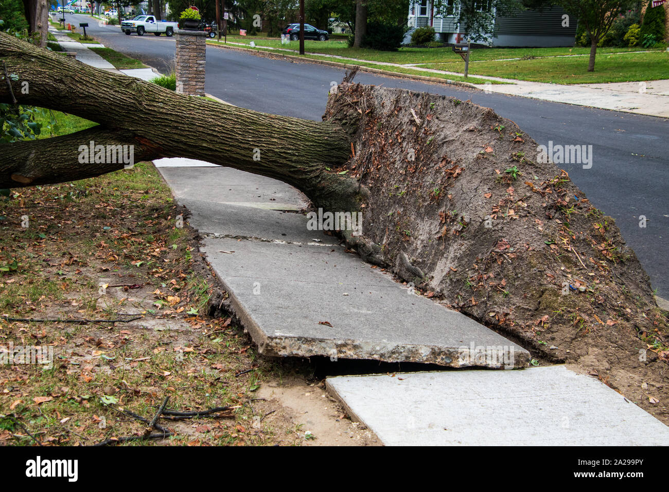 Uprooted Tree Tornado High Resolution Stock Photography and Images - Alamy