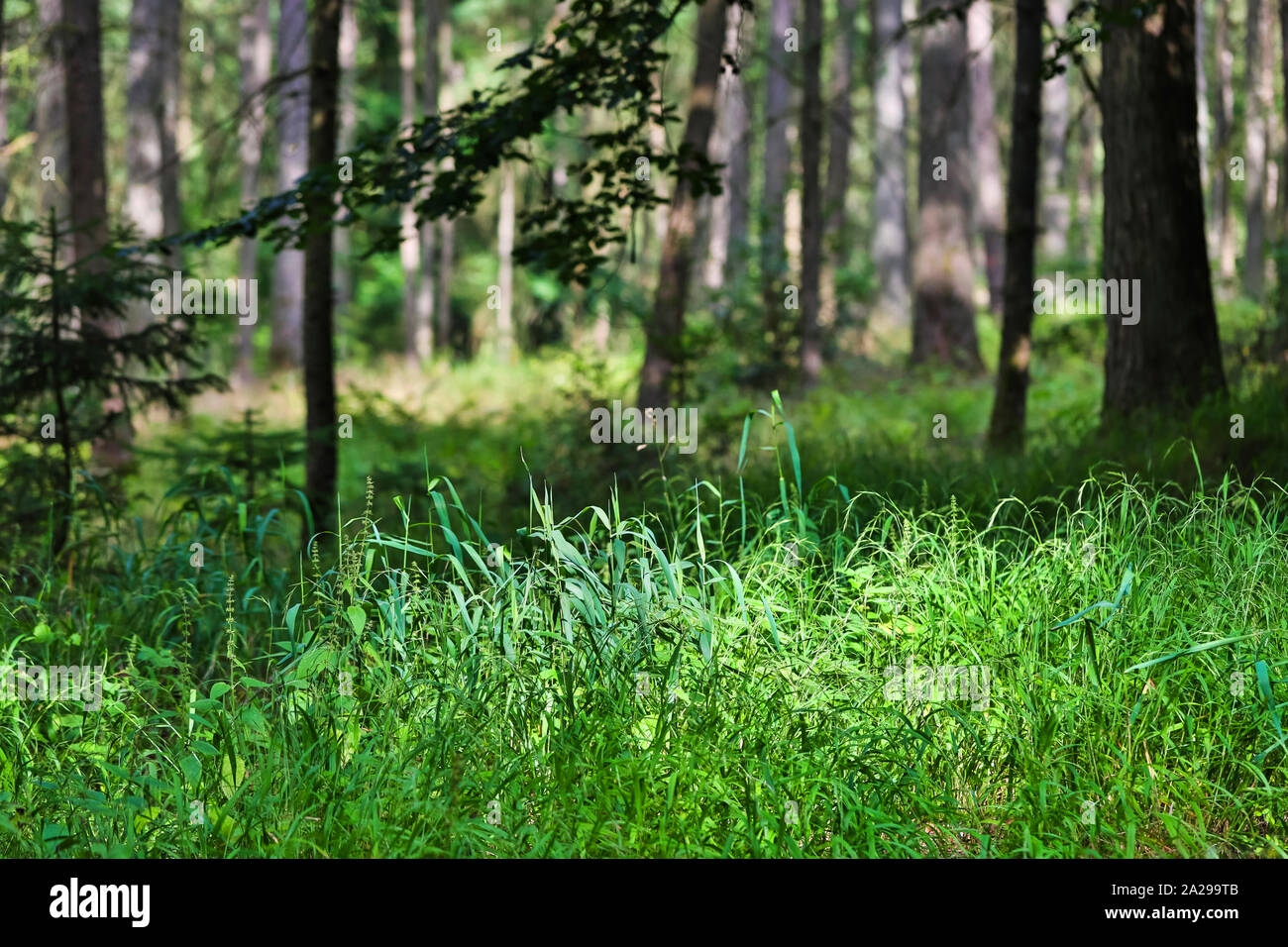 forest scape in the summer Stock Photo - Alamy