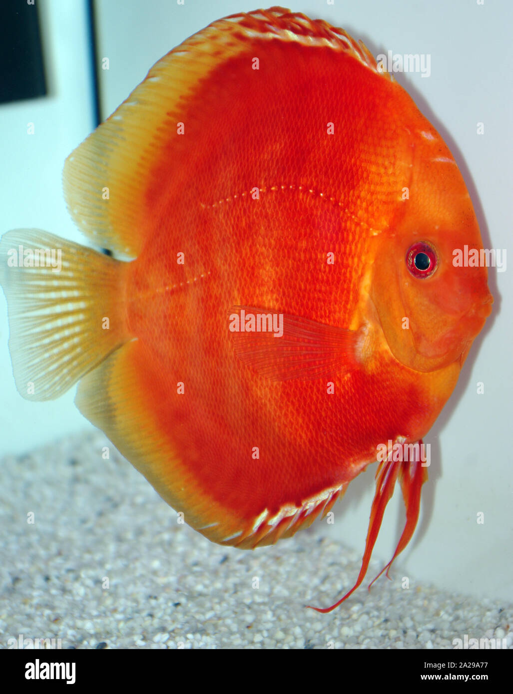 Red Diamond Discus