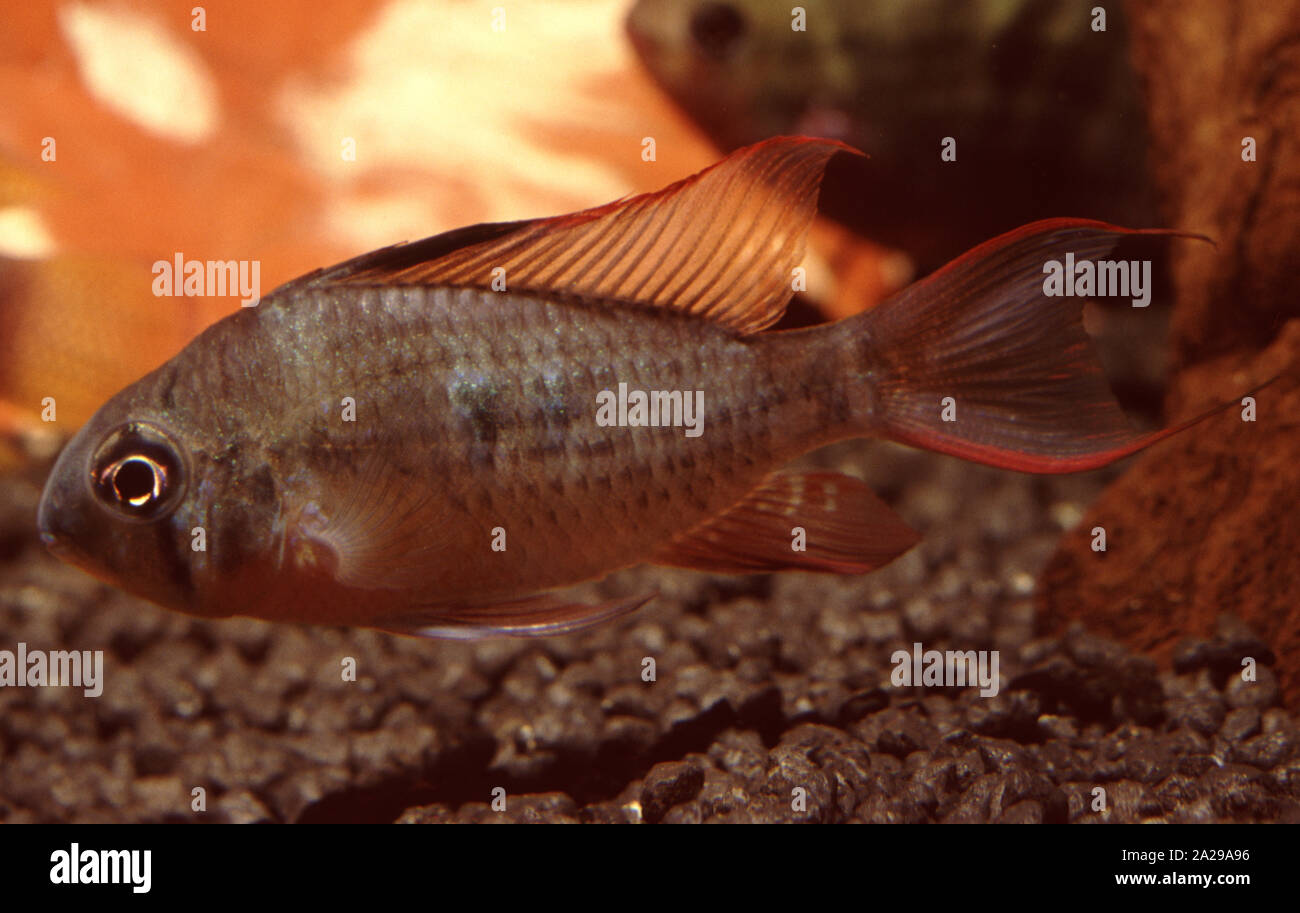Bolivian ram, Mikrogeophagus altispinosus Stock Photo - Alamy