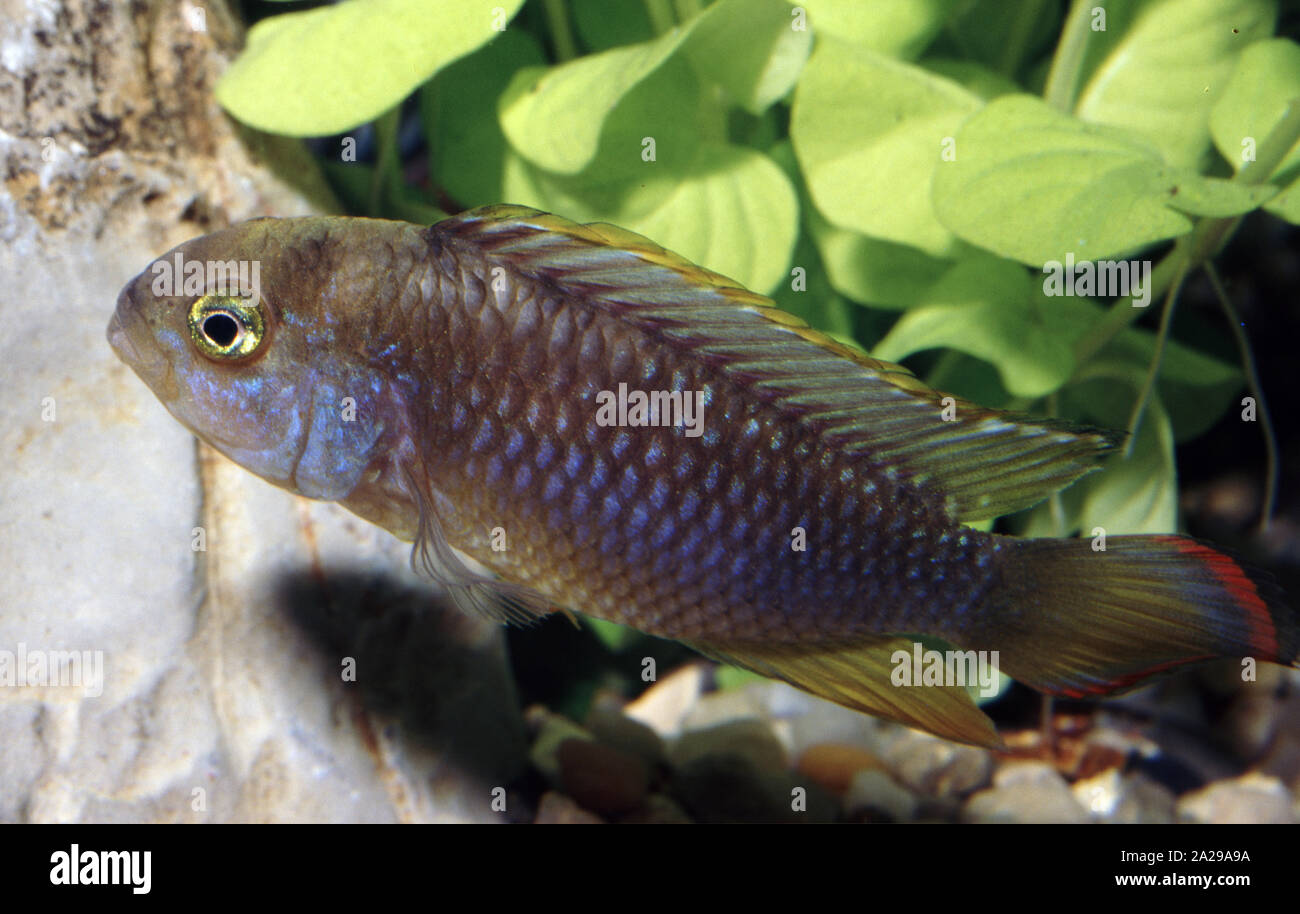 Male Panda dwarf cichlid, Apistogramma nijsseni Stock Photo - Alamy