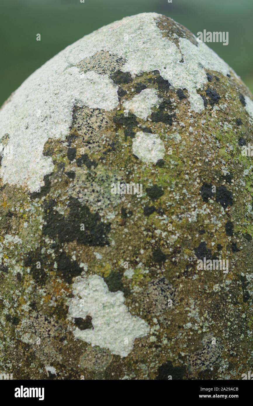 Carved Stone Acorn Garden Ornament, Covered in Lichen on a Winters Day ...