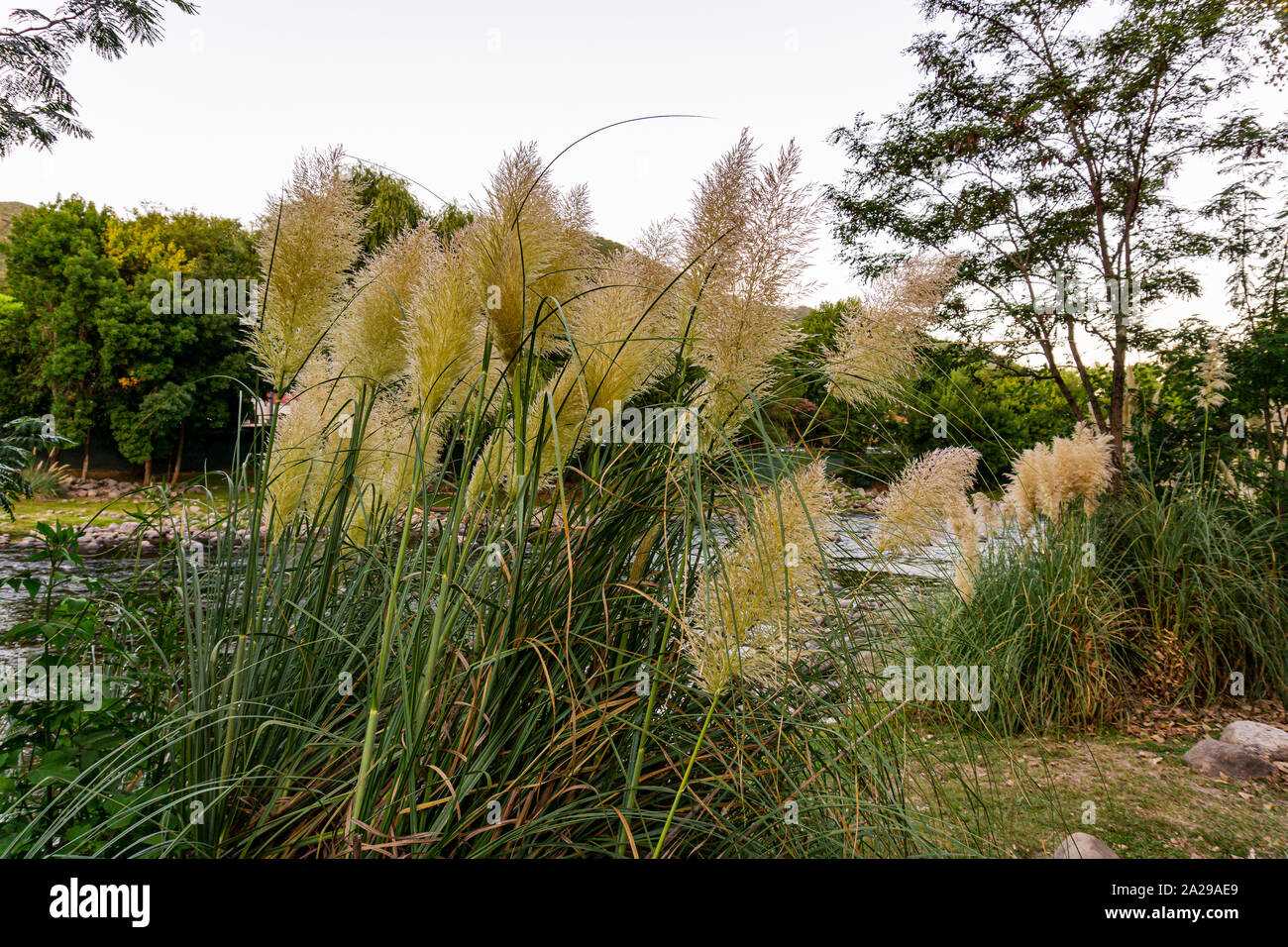 Scene view of foxtail fountain grass against flowing river during ...