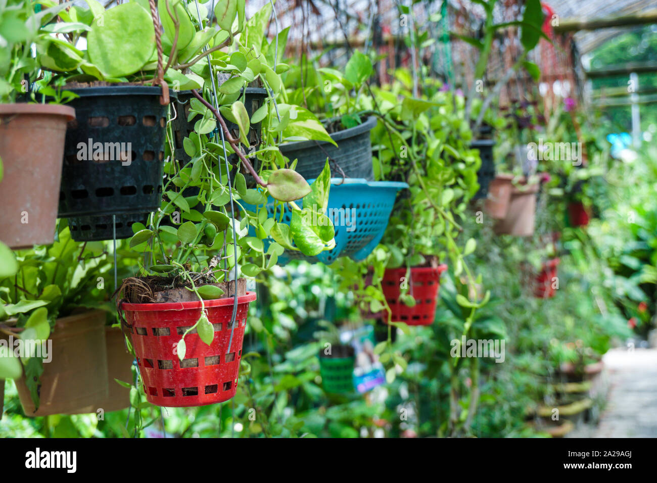 Hanging Nursery Pot Plant Growing on my house Veranda Stock Photo - Alamy