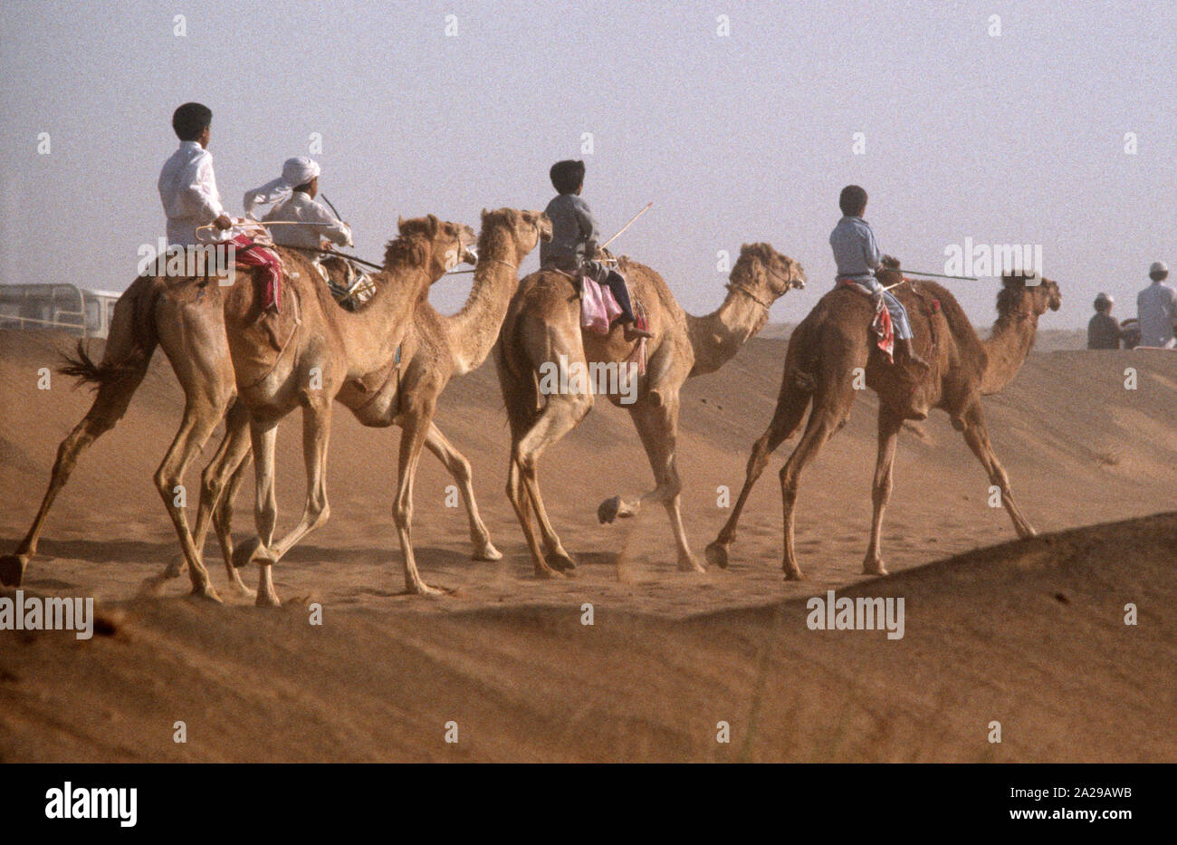 Racing camel jockeys exercising camels before start of race, Dubai ...