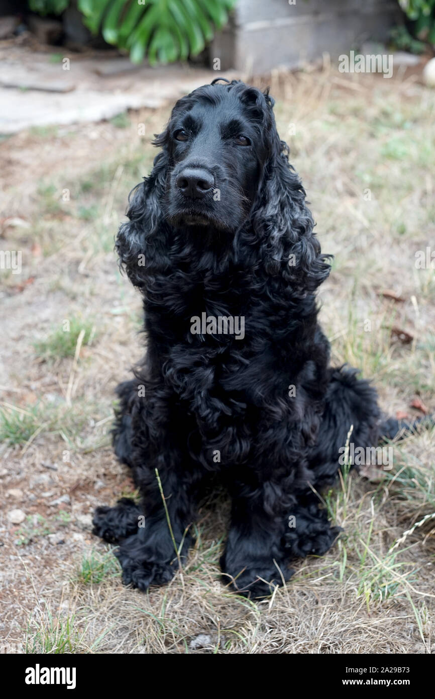 Black english cocker spaniel hi-res stock photography and images - Alamy