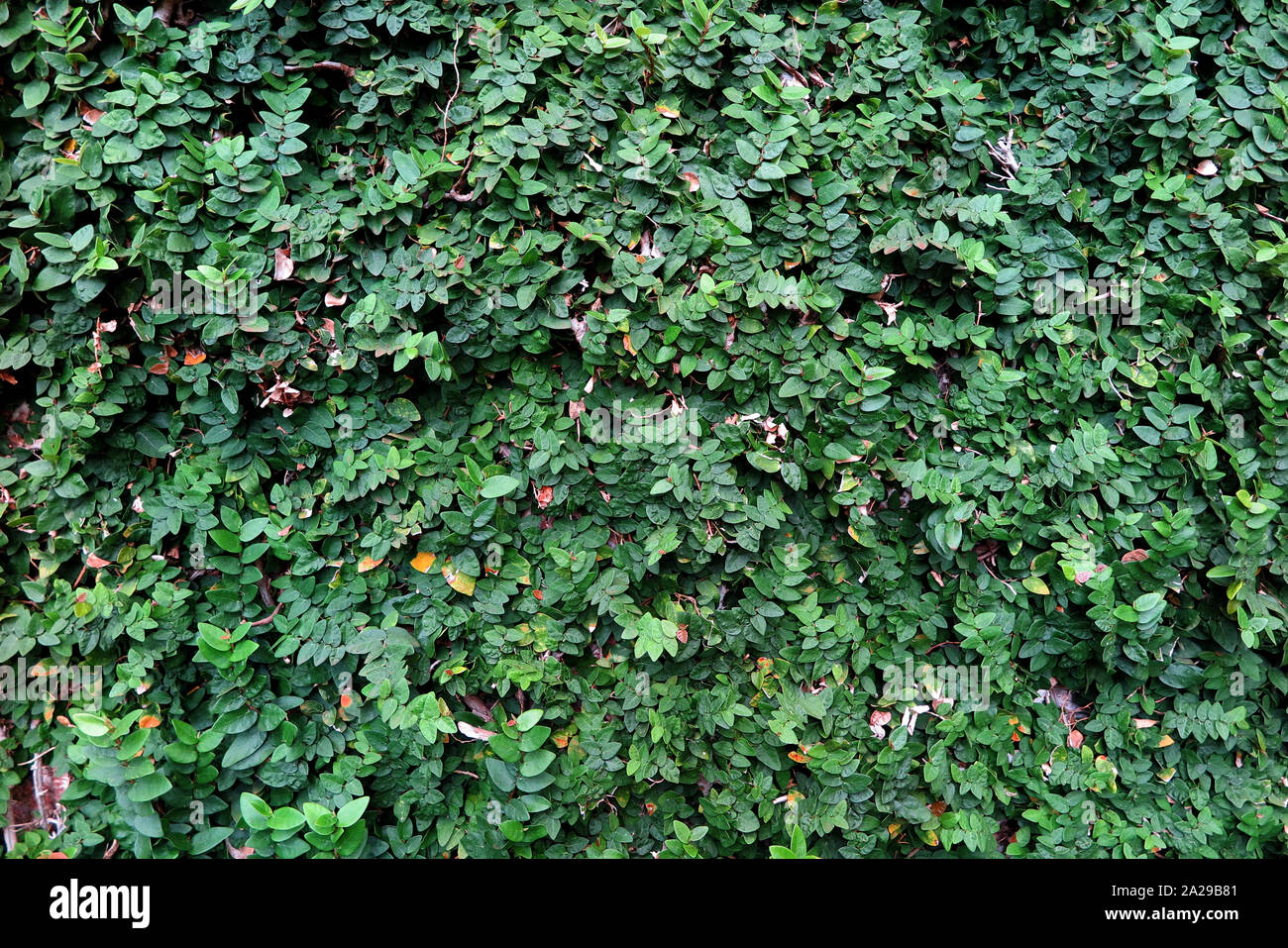 green Ivy background Stock Photo - Alamy