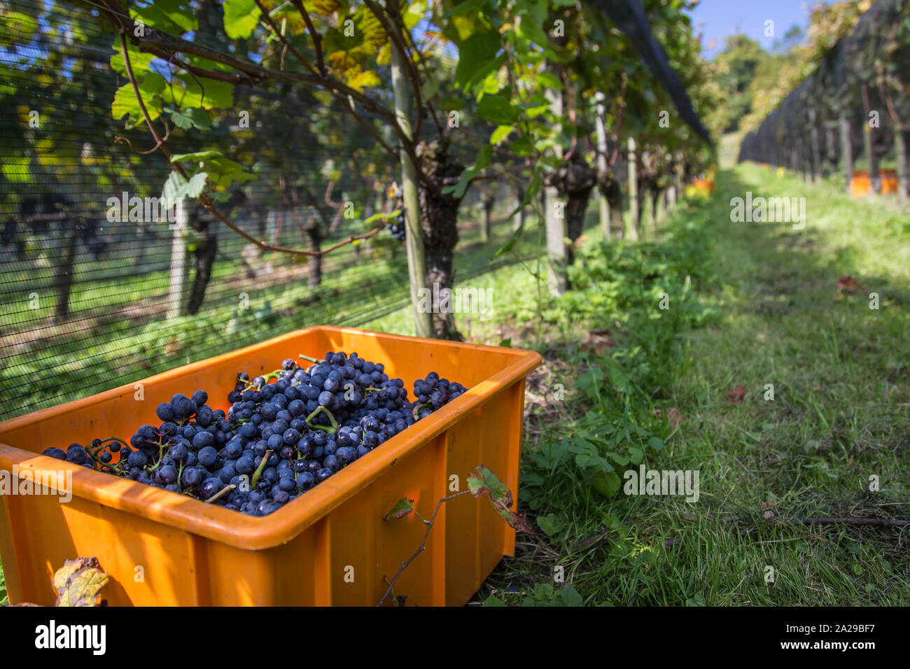 grapes vintage vine harvest plantation blue grapes Stock Photo - Alamy