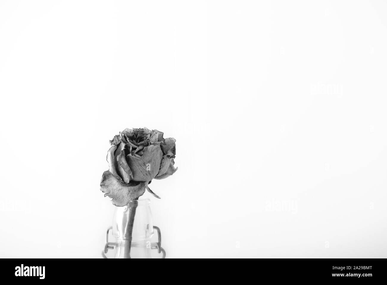 Single flower in a vase Black and White Stock Photos & Images - Alamy