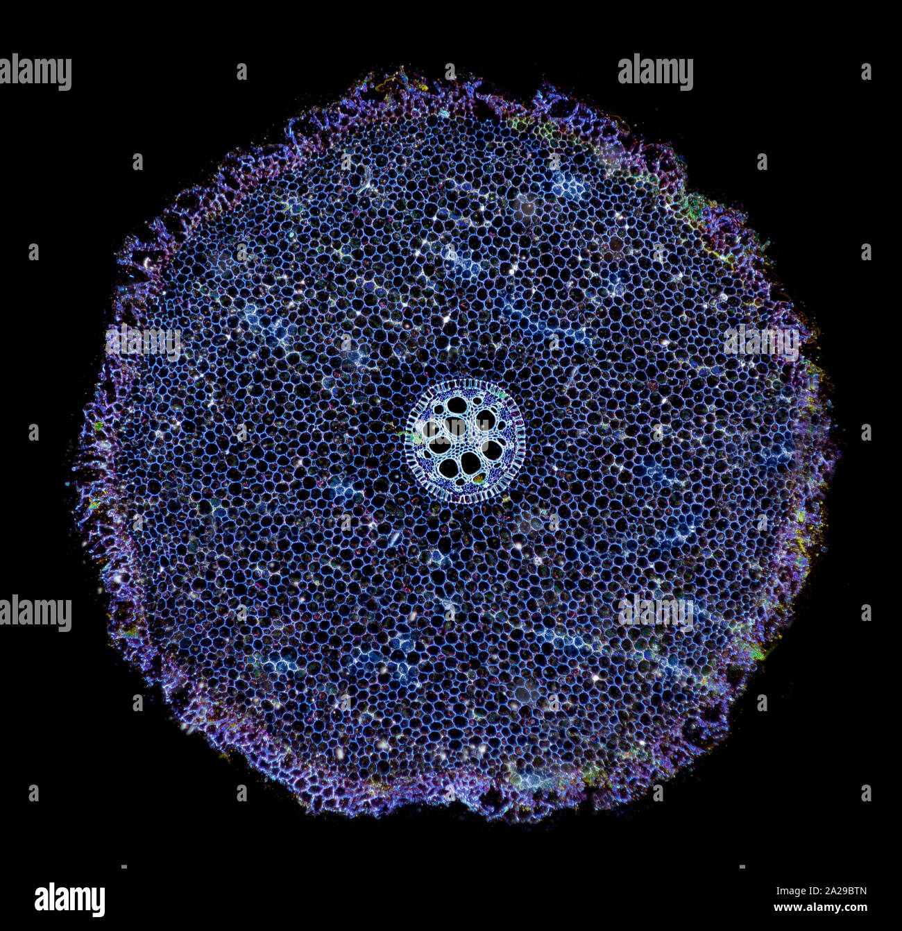 Monocot Cell High Resolution Stock Photography and Images - Alamy