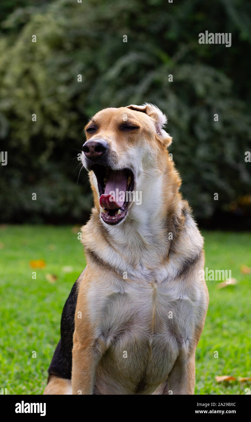 Dog in greenery hi-res stock photography and images - Alamy