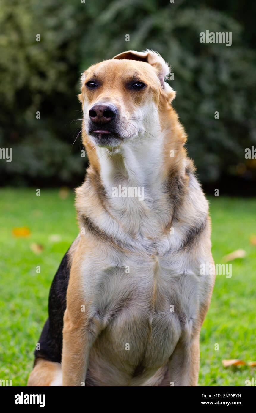 Dog in greenery hi-res stock photography and images - Alamy