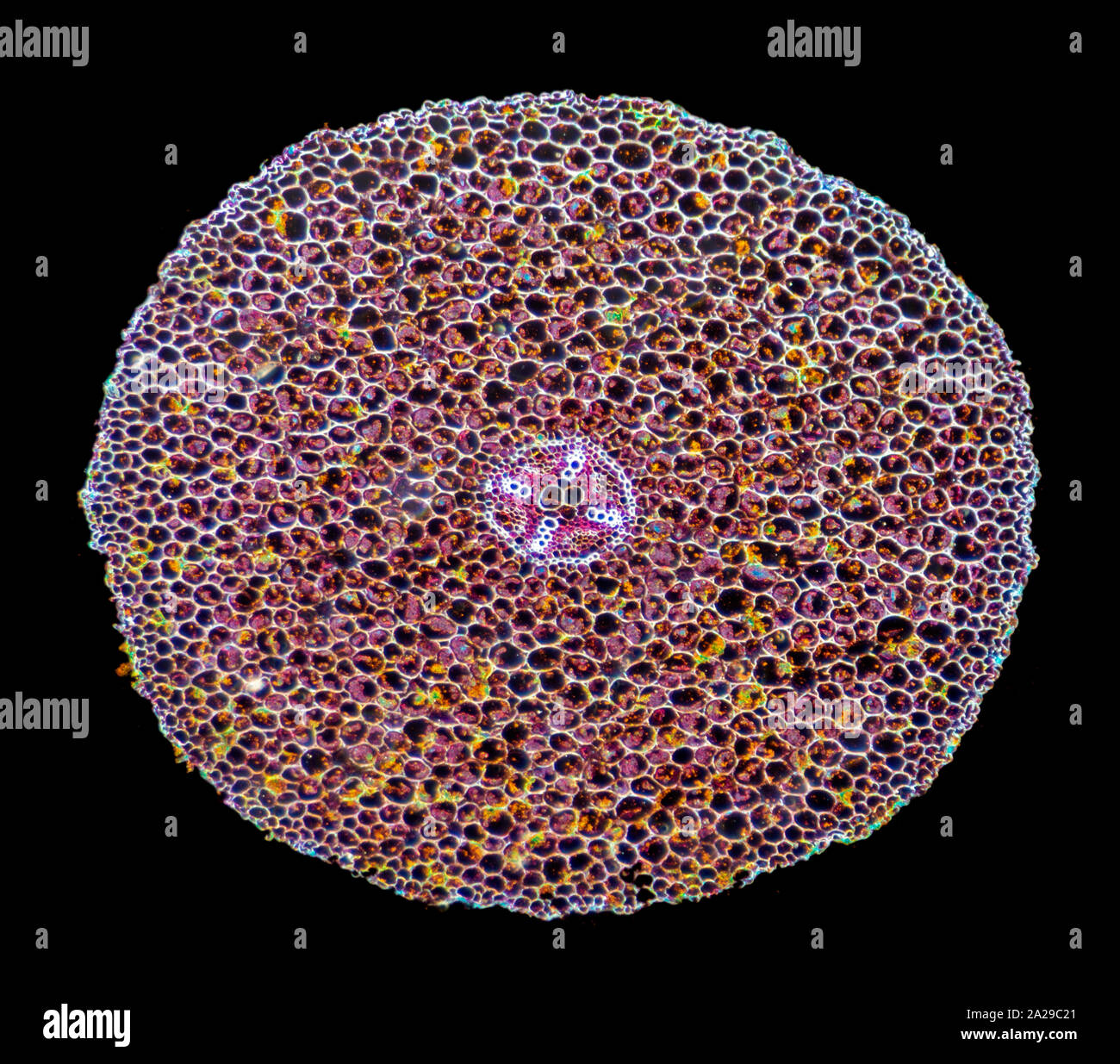 Metaxylem hi-res stock photography and images - Alamy