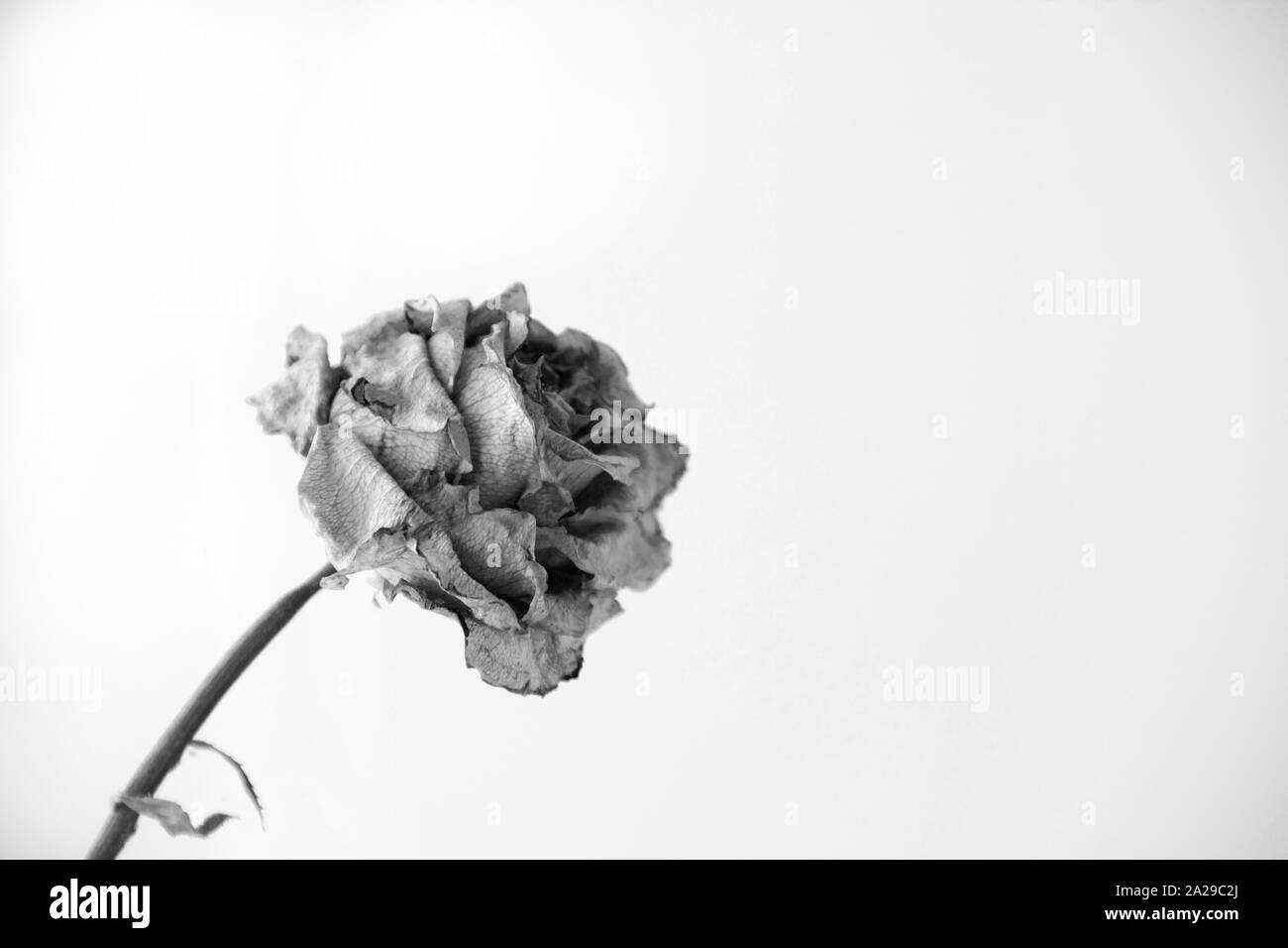 Single Rose Black And White