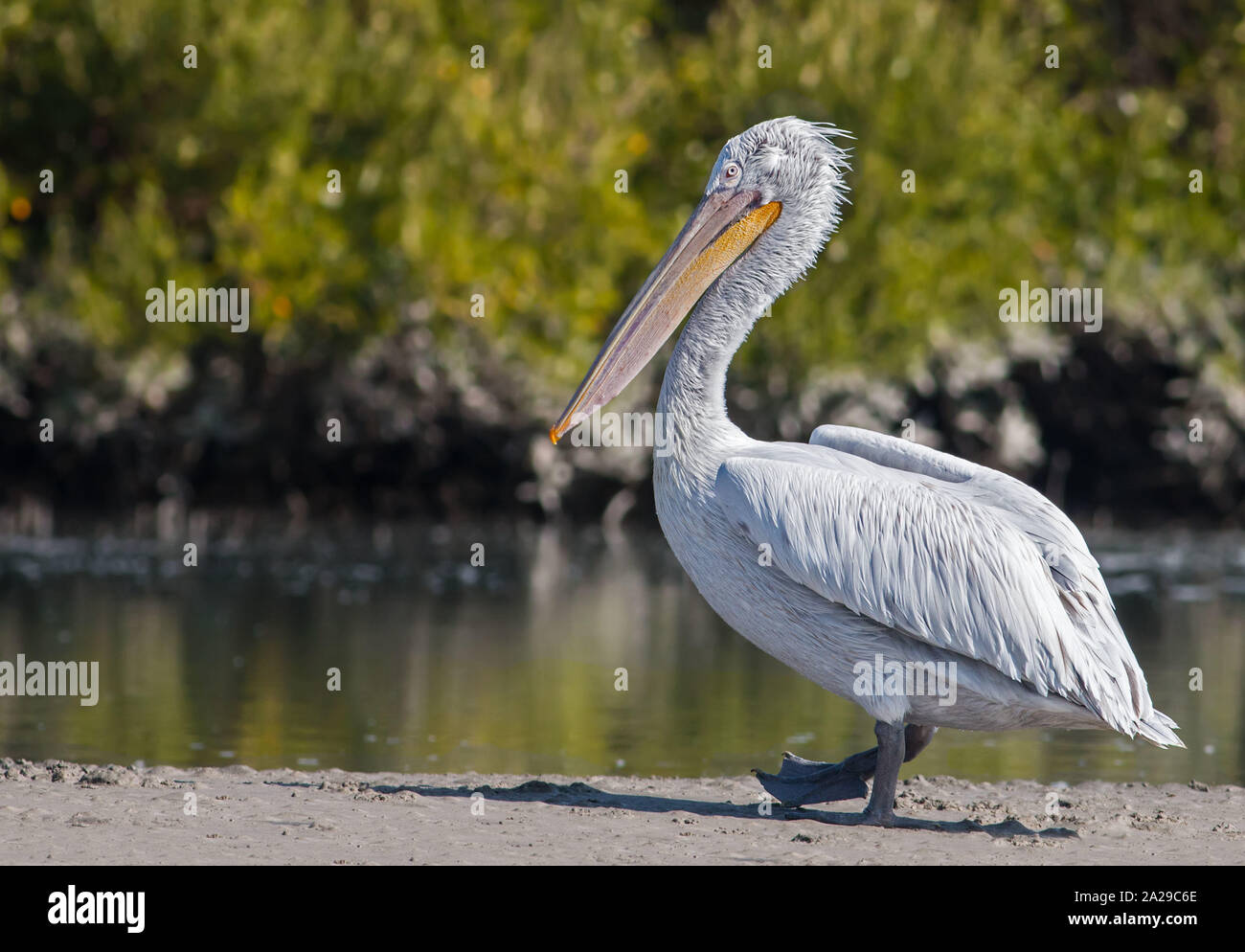 South of Iran Stock Photo - Alamy