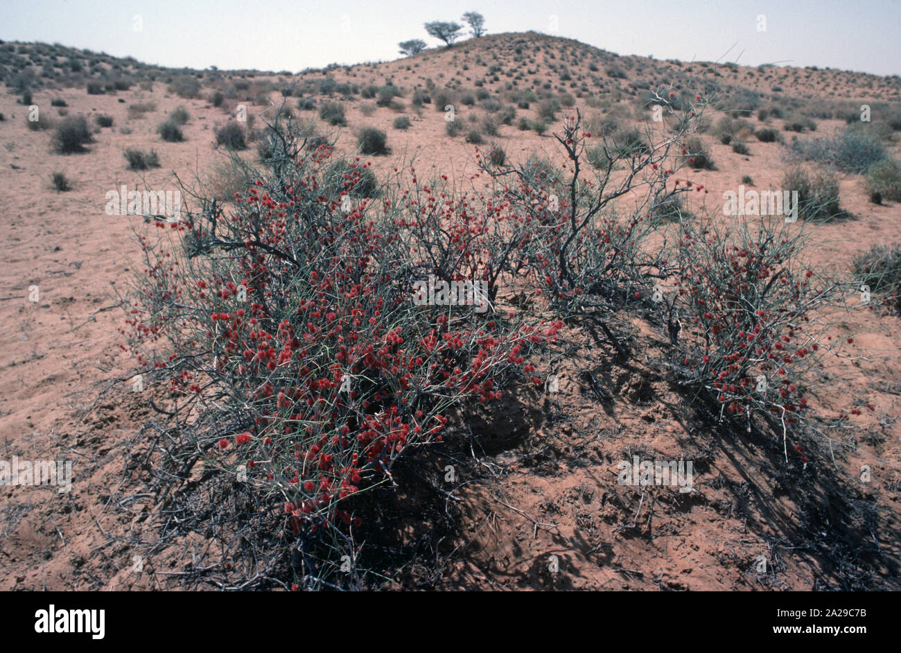 United Arab Emirates Desert, UAE Stock Photo - Alamy