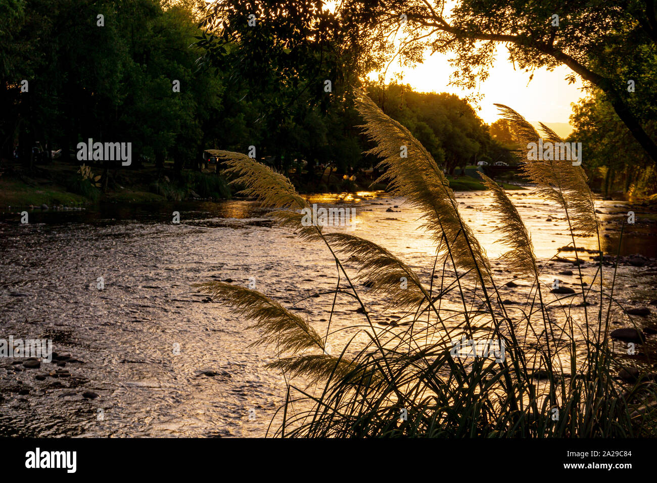 Scene view of foxtail fountain grass against flowing river during ...