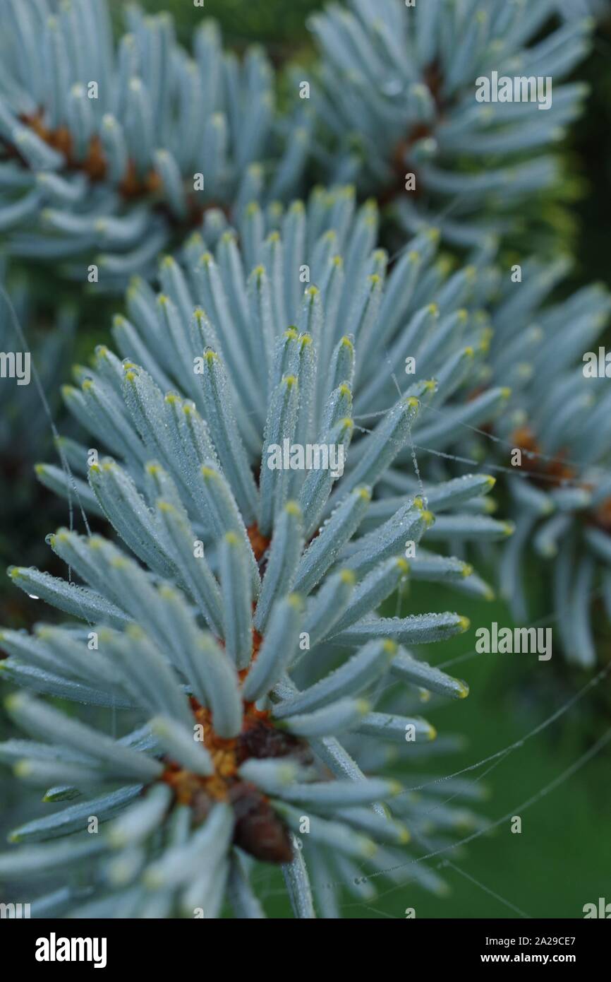 Blue Spruce, Colorado Spruce (Picea pungens). Close Up Macro of the ...