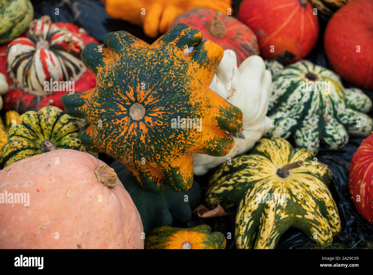 Different Types Of Gourds With Pictures at Fred Morales blog