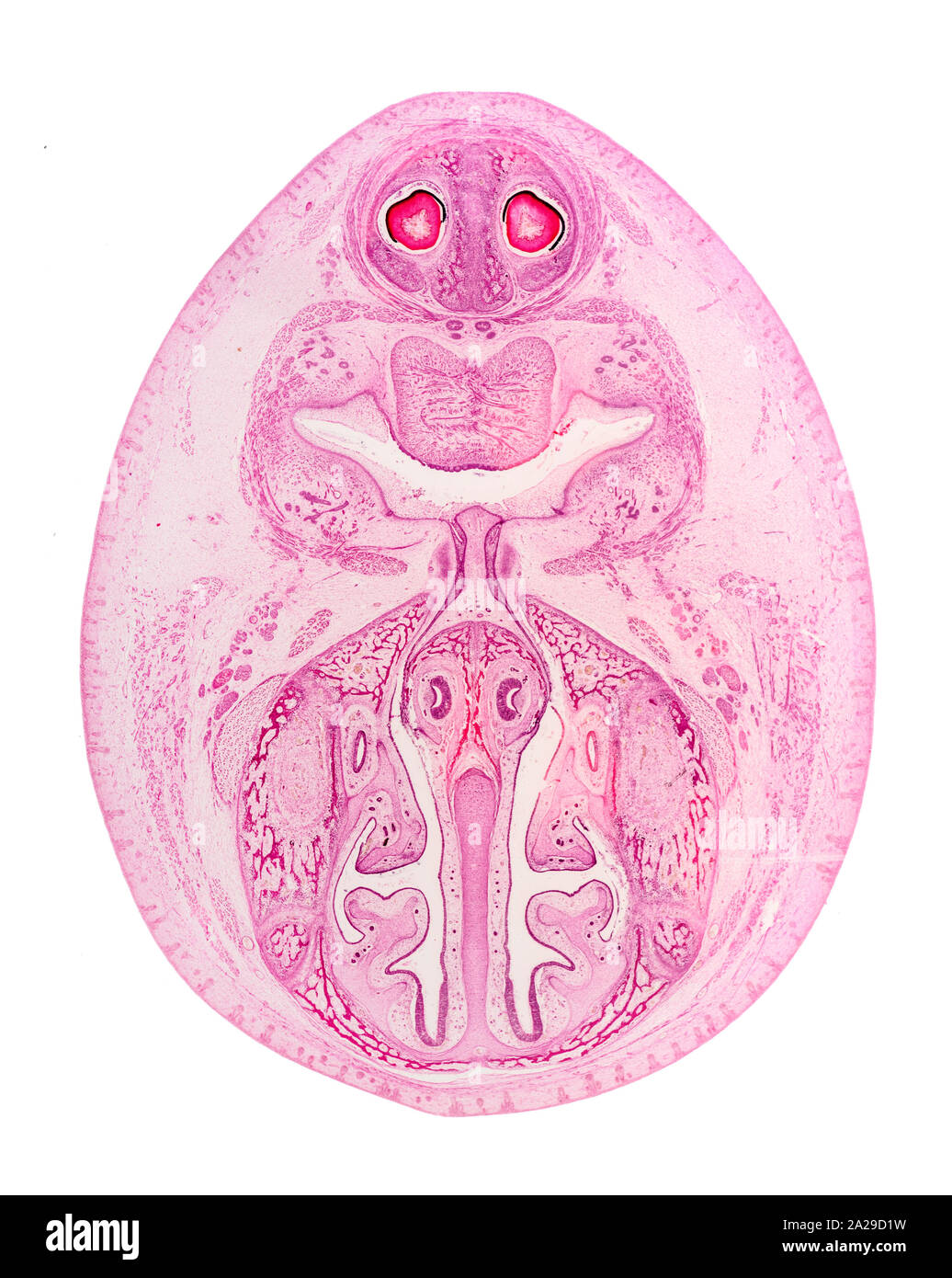 Olfactory cortex Cut Out Stock Images & Pictures - Alamy