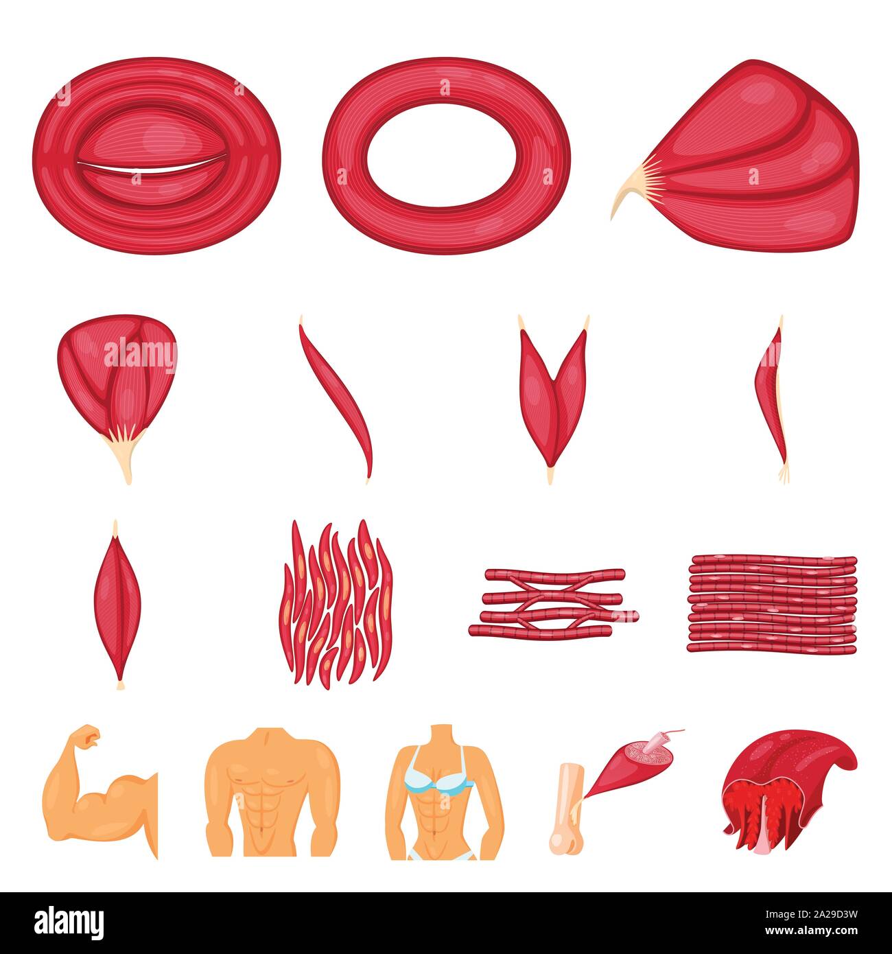 Vector illustration of muscle and cells icon. Collection of muscle and ...