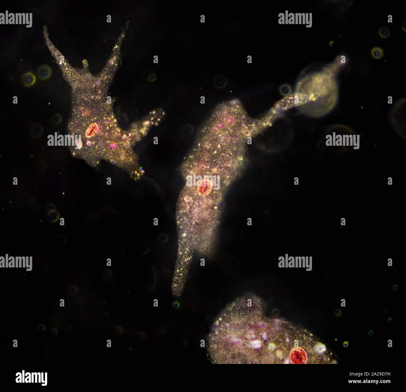 Amoeba micrograph hi-res stock photography and images - Alamy