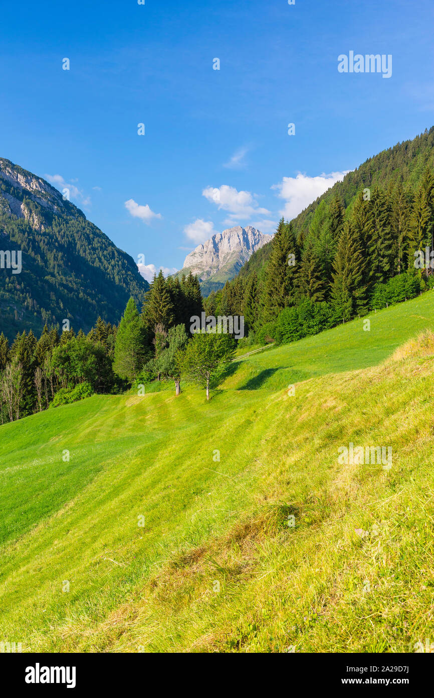 Cellon hi-res stock photography and images - Alamy