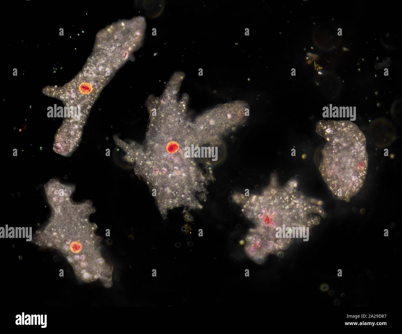 Amoeba micrograph hi-res stock photography and images - Alamy