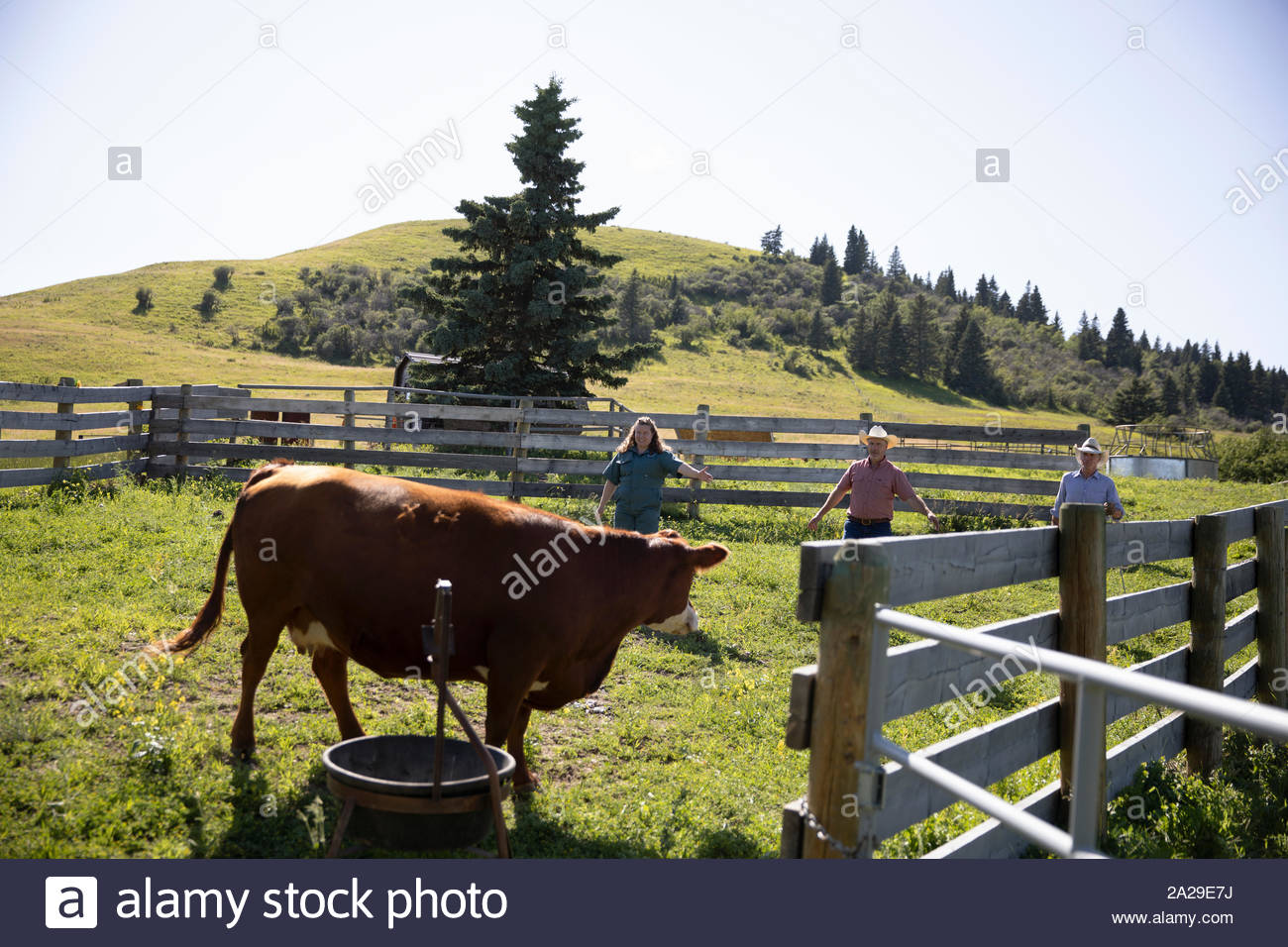 Farmers Cow Stock Photos & Farmers Cow Stock Images - Alamy