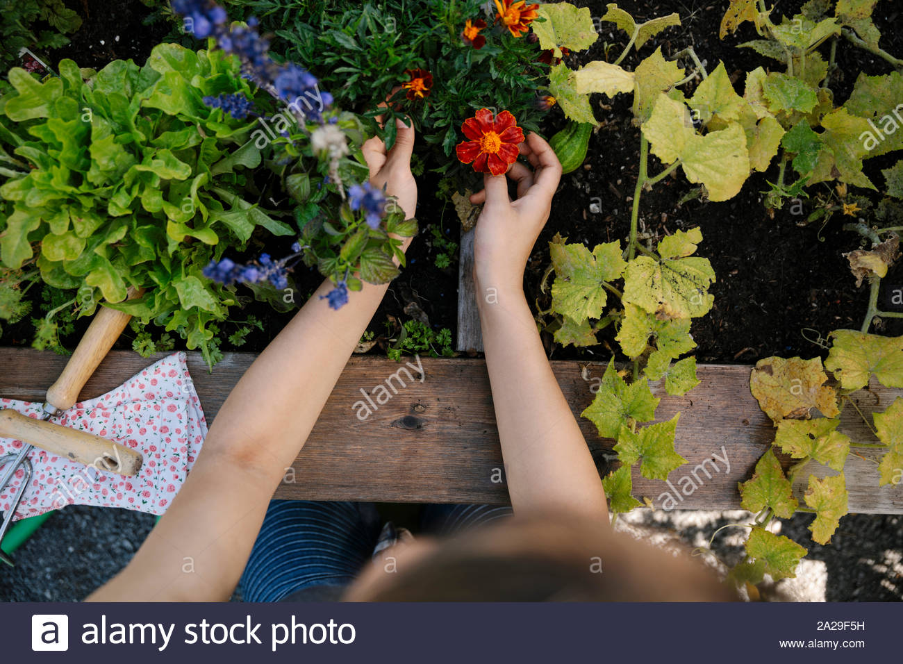 Tending flower garden hi-res stock photography and images - Alamy
