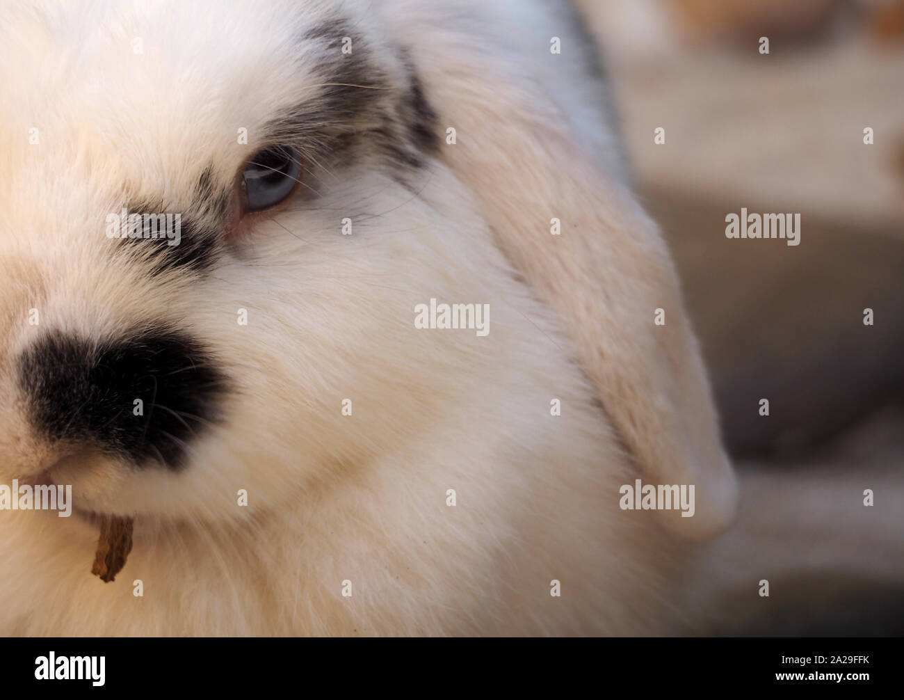white rabbit head with bad face Stock Photo - Alamy