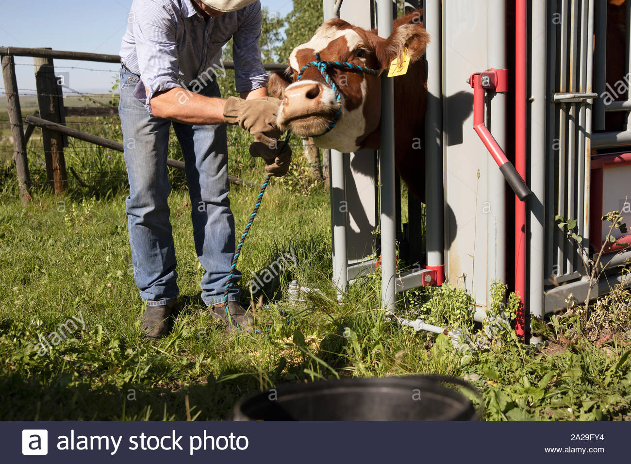 Men working with cattle hi-res stock photography and images - Alamy