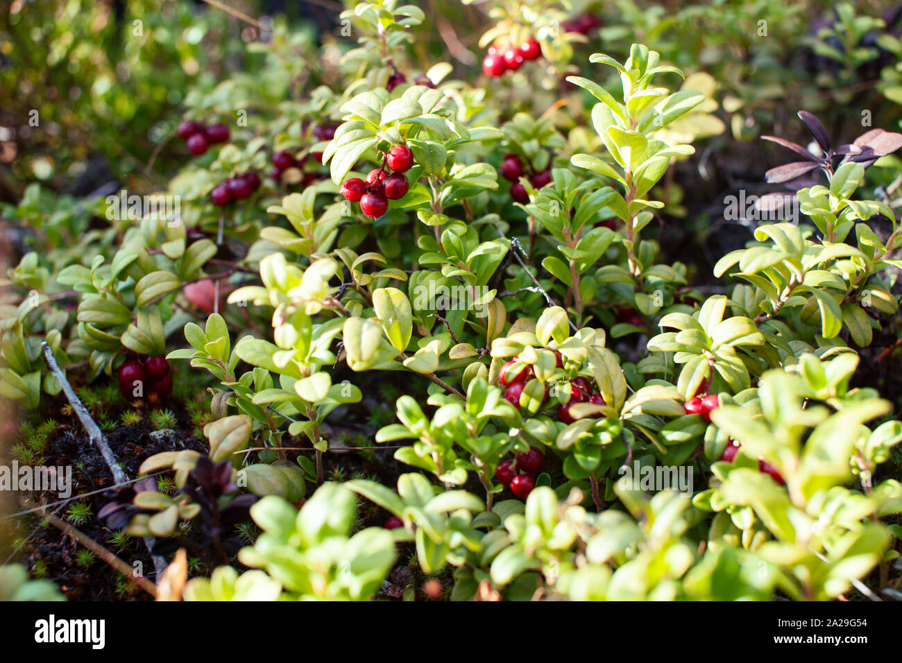 wild lingonberry in nature wild forrest Stock Photo - Alamy