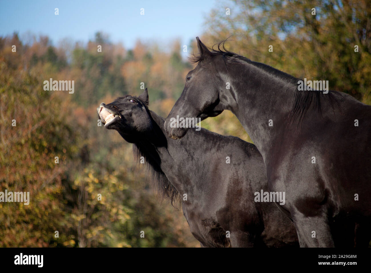 two horses have fun and make funny faces. smiling horse make grimace ...