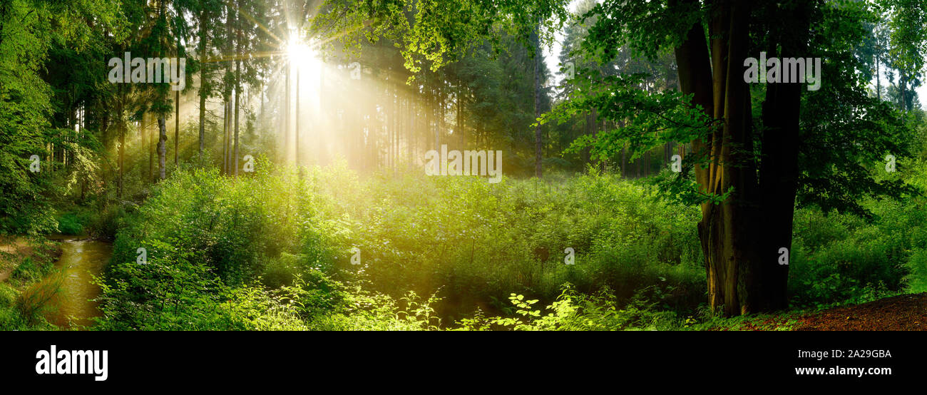 Beautiful forest in spring with bright sunlight shining through the ...