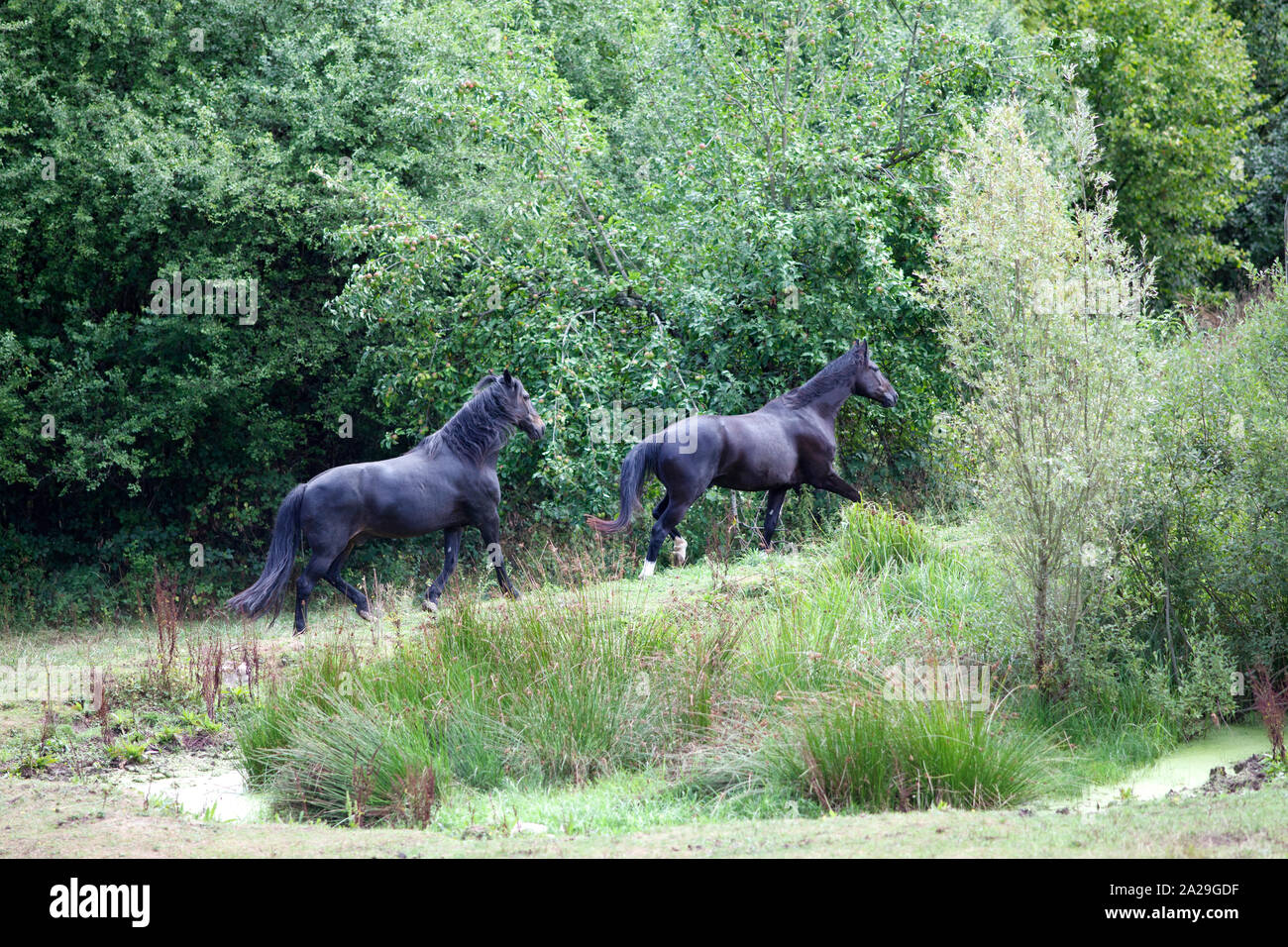 Horses running in green pasture hi-res stock photography and images - Alamy