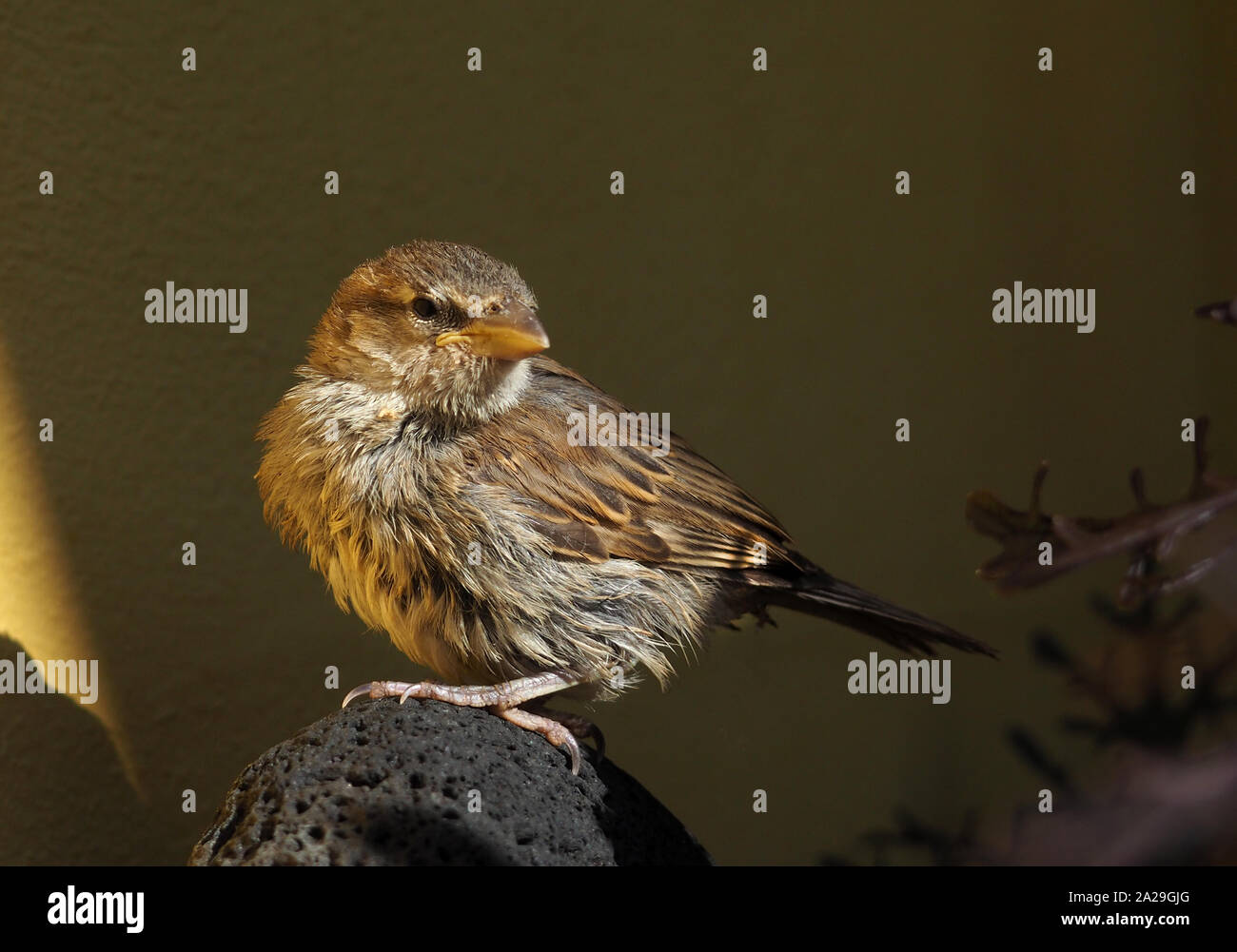 Passer domesticus breeding hi-res stock photography and images - Alamy