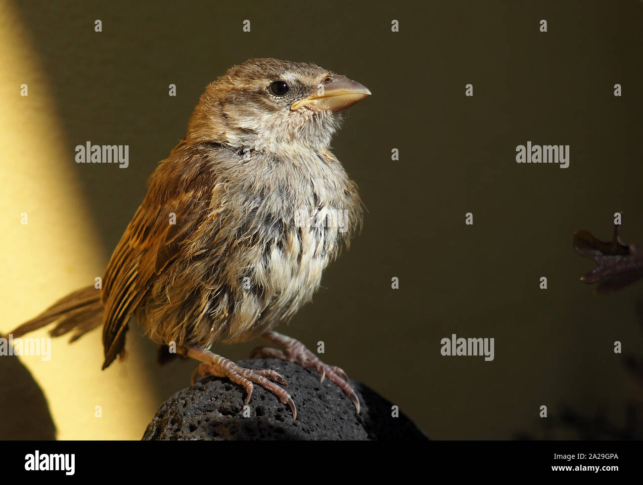 Passer breeding hi-res stock photography and images - Alamy