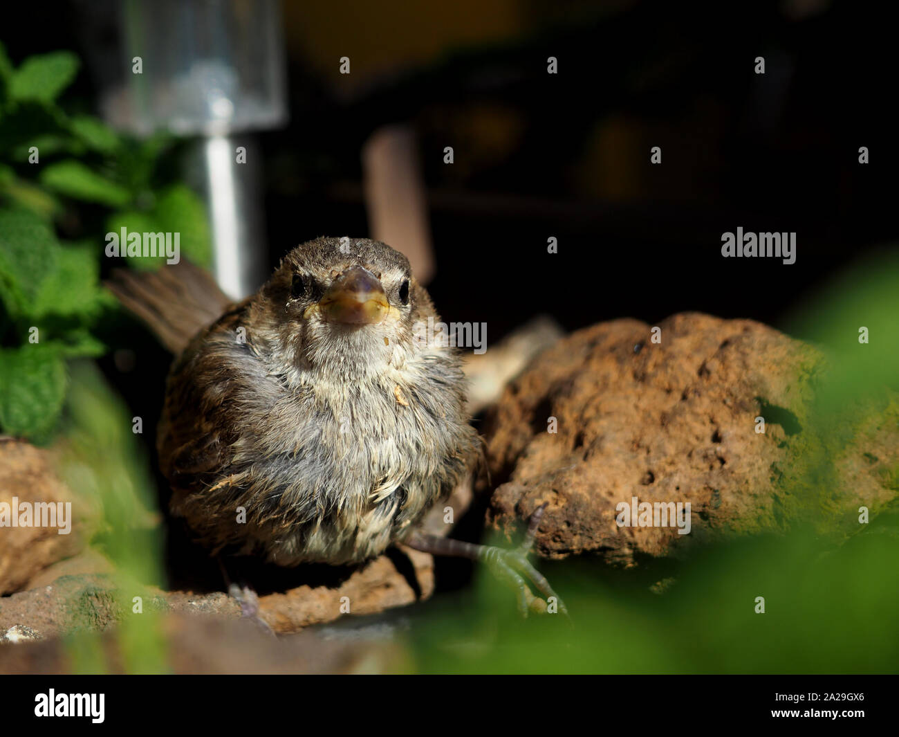 Little passer domesticus hi-res stock photography and images - Alamy