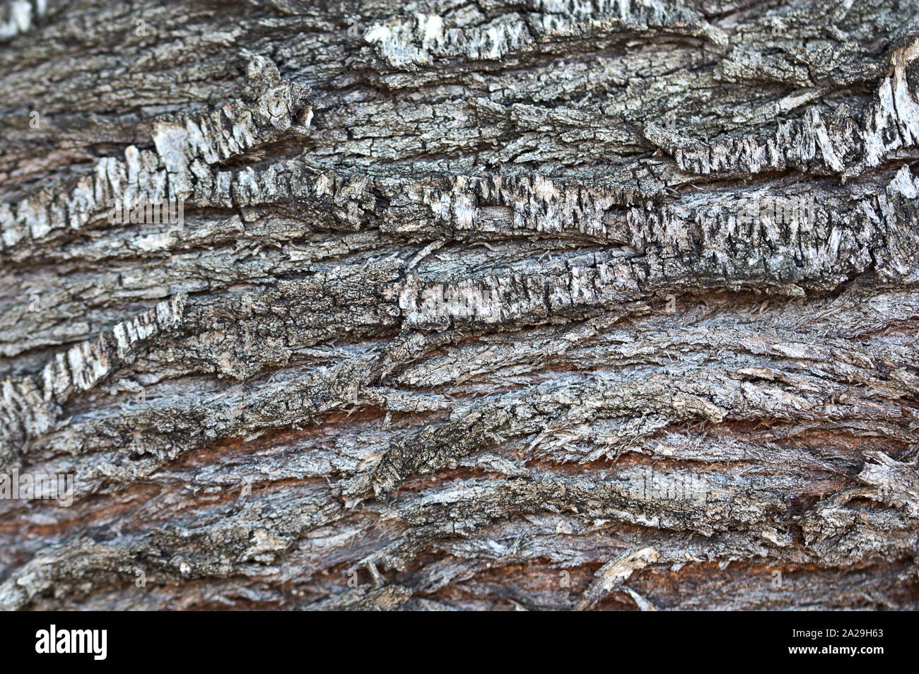 Almond tree woodcut hi-res stock photography and images - Alamy
