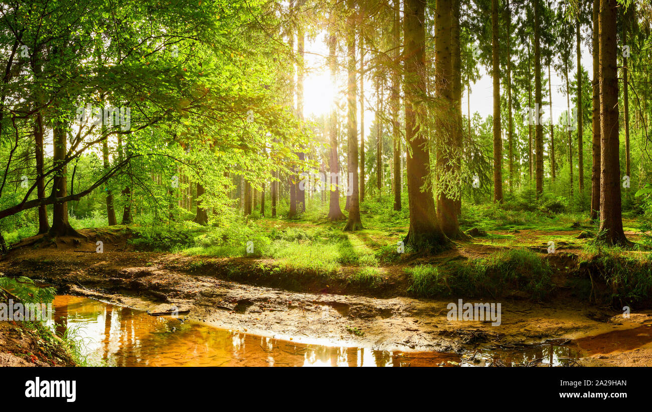 Beautiful forest in spring with bright sunlight shining through the ...