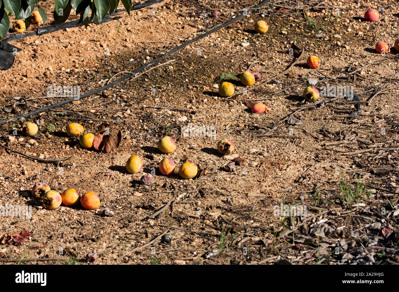 Diospyros virginiana hi-res stock photography and images - Alamy