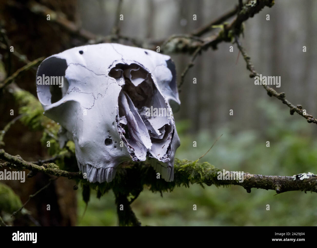 Fantasy gothic horror tree hi-res stock photography and images - Alamy