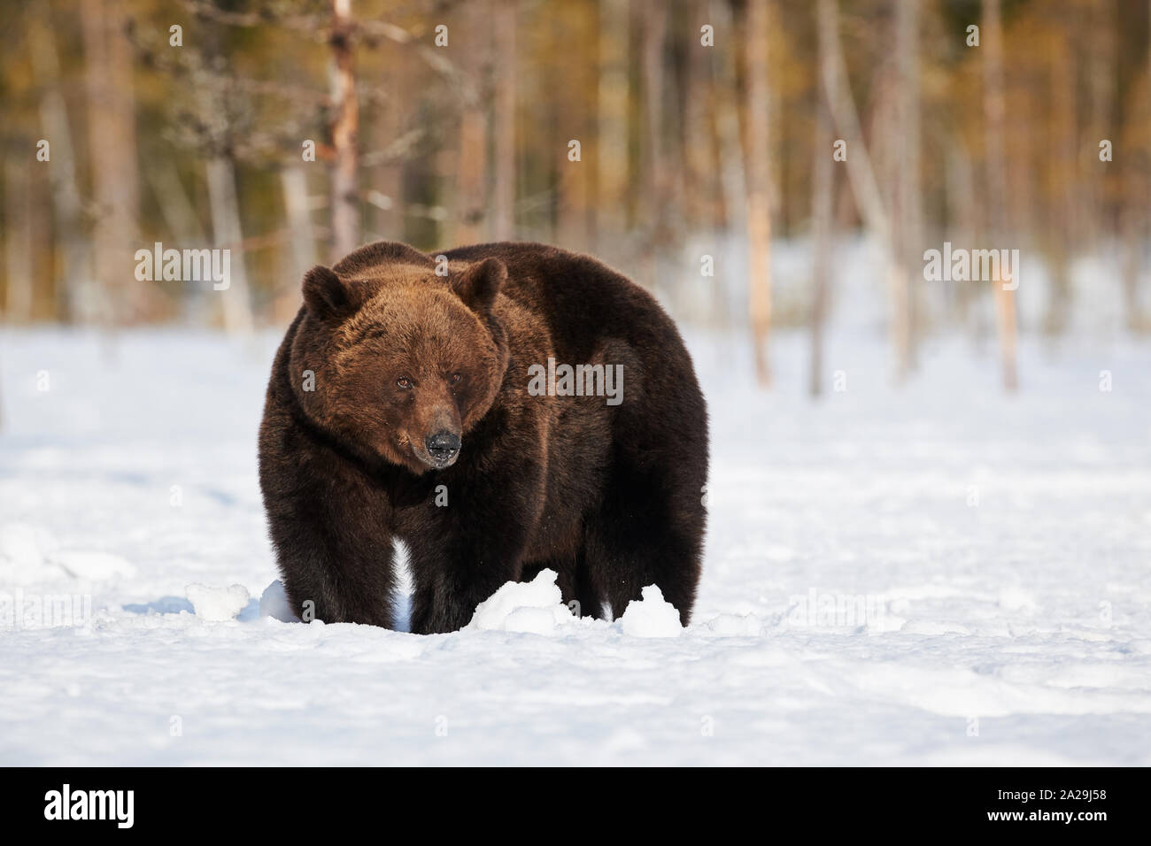 Brown Bear standing in the snow in spring awakening Stock Photo - Alamy